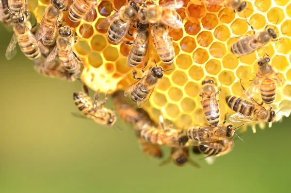 Hardworking bees on honeycomb in apiary - Stock Image - Everypixel