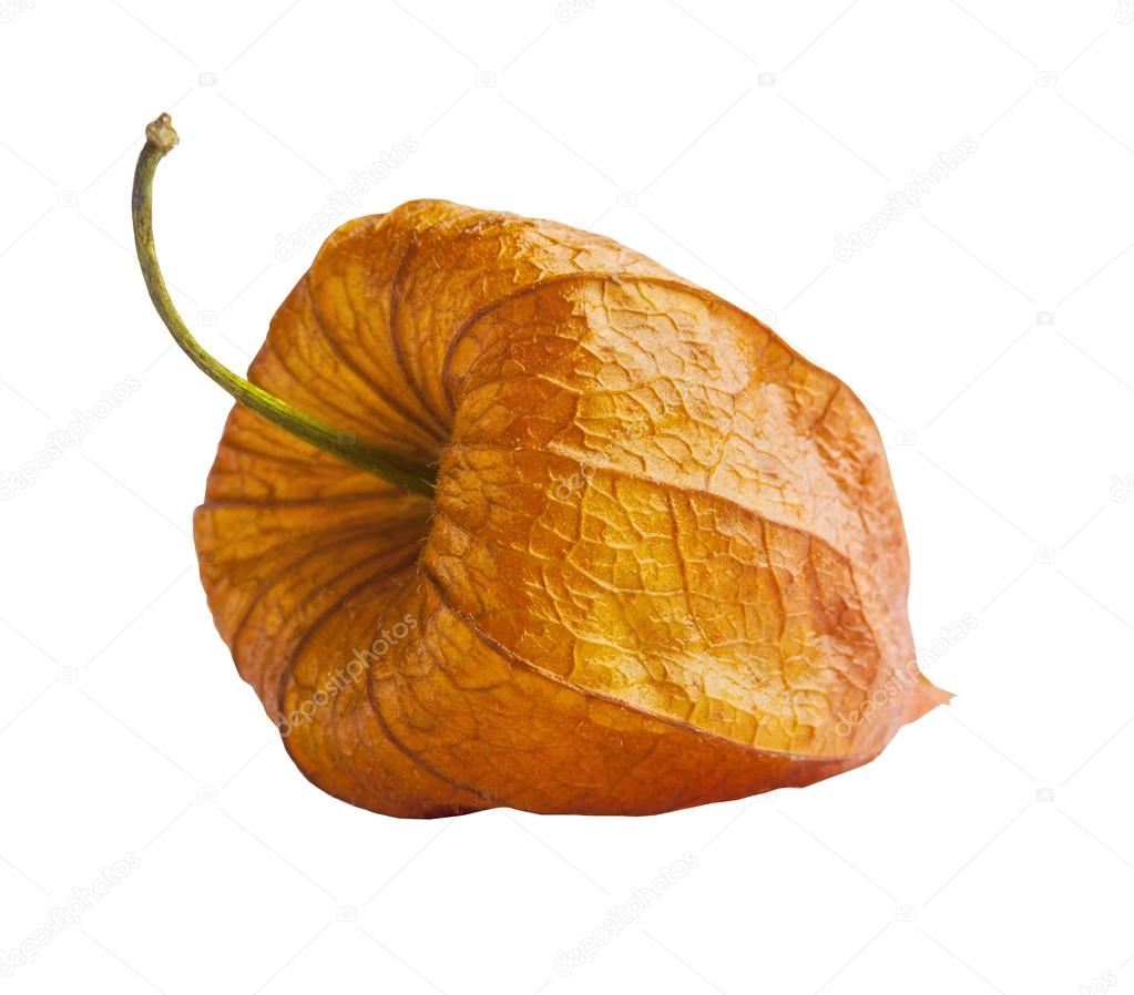 Orange physalis isolated on white background — Stock Photo © Ezergil ...