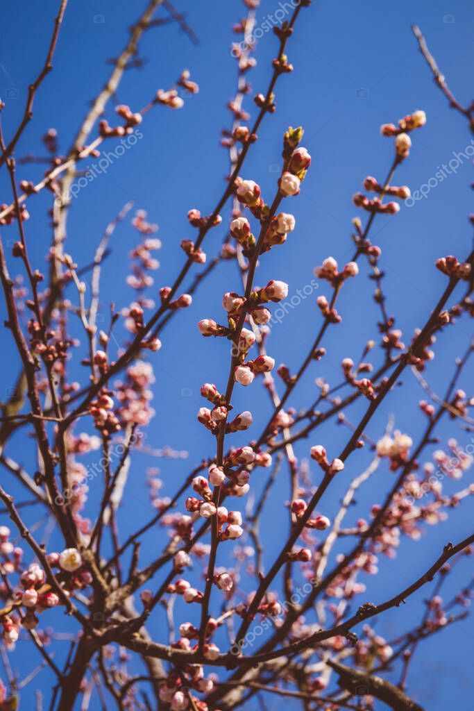 Hermosas flores de melocotón rosa, apertura y brotes cerrados en flor ...