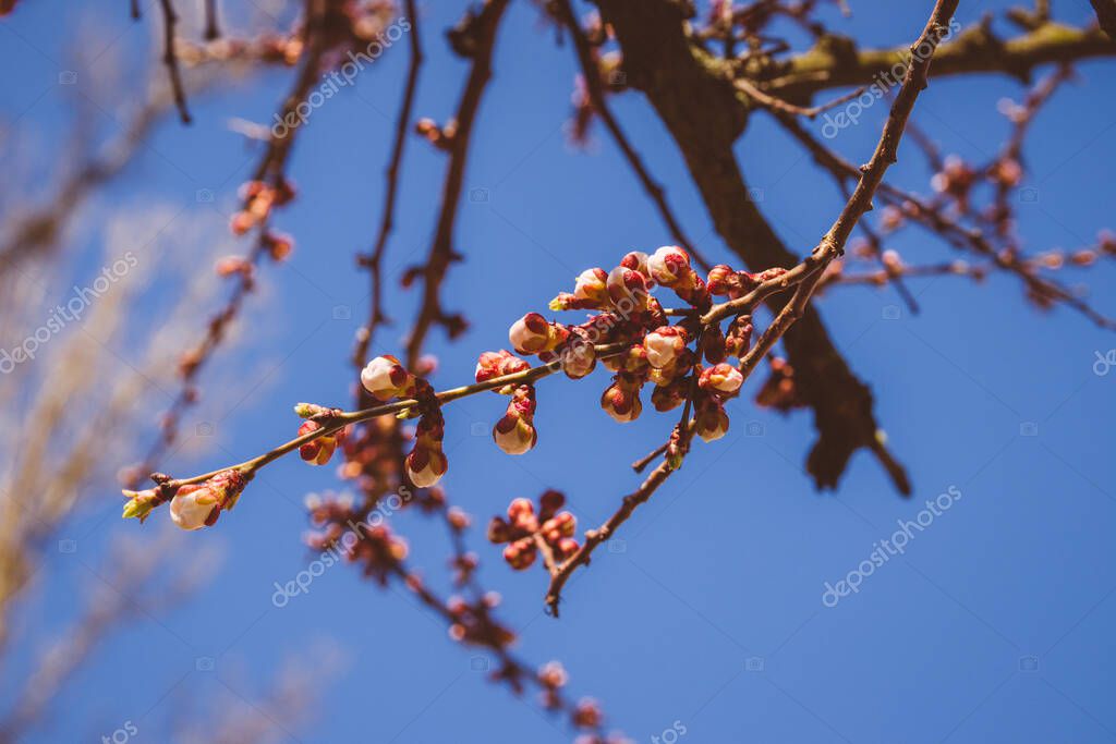 Hermosas flores de melocotón rosa, apertura y brotes cerrados en flor ...