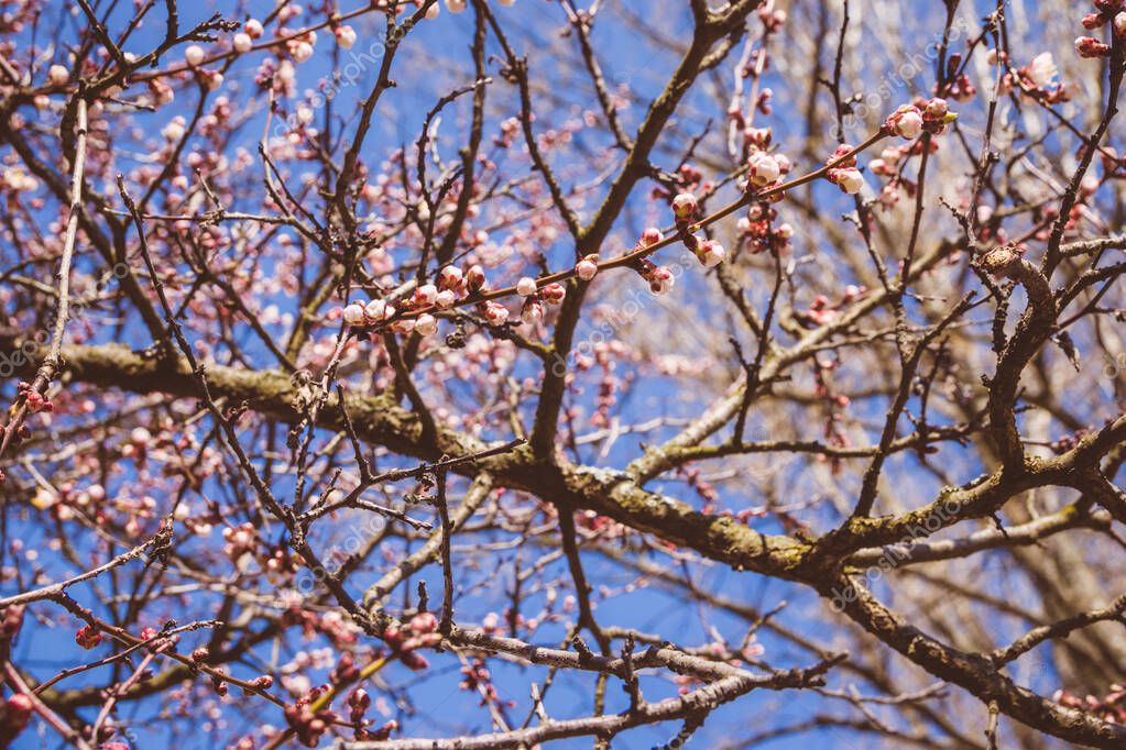 Hermosas flores de melocotón rosa, apertura y brotes cerrados en flor ...