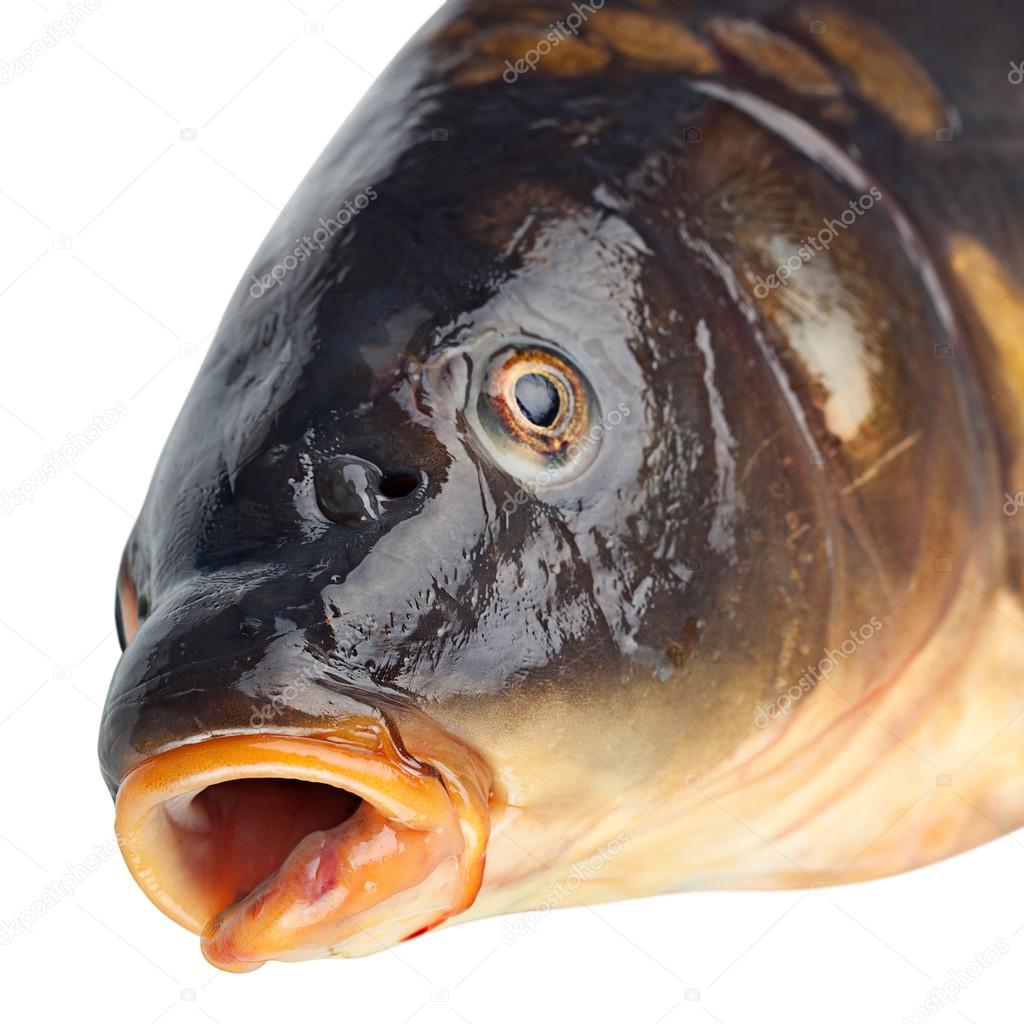Head mirror carp — Stock Photo © jimbo3904 #120363720