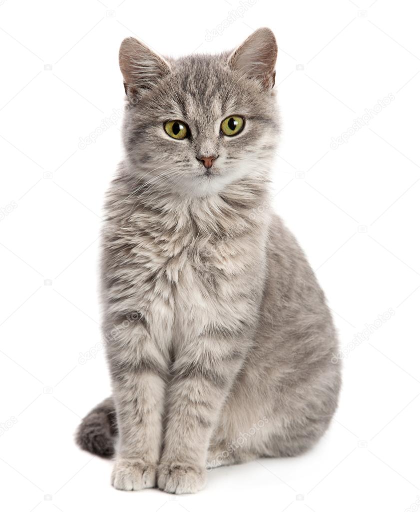 Gray cat sitting — Stock Photo © jimbo3904 #120374526