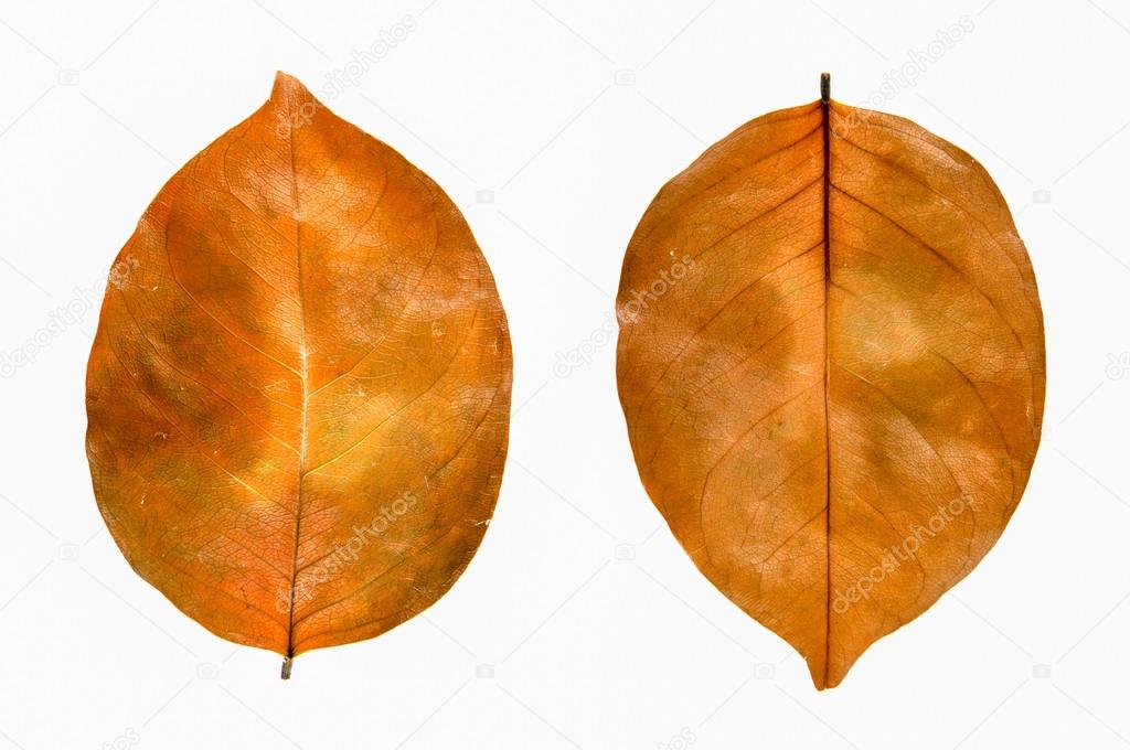 Dry leaf ⬇ Stock Photo, Image by © udon10671 #82630622