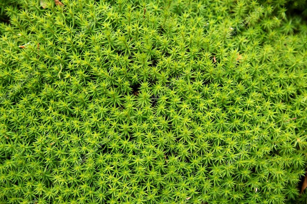 Green moss background - polytrichum formosum Stock Photo by ©SusaZoom ...