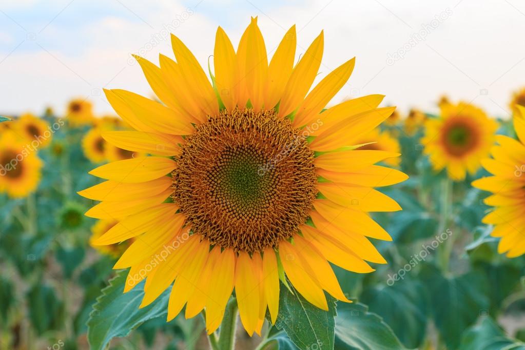 Campo de girassol — Stock Photo © RolandBarat #85961518