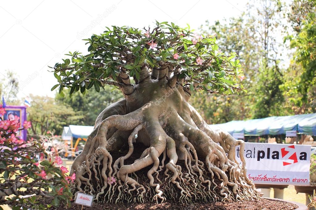 Closed up big Adenium obesum tree in plant contest fair of Nakornpratom ...