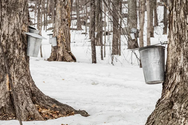 Forest of Maple Sap buckets on trees Stock Photo by ©aetb 53092095