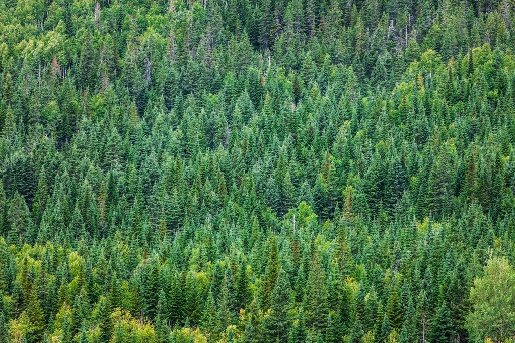 Forest texture — Stock Photo © aetb #54400013