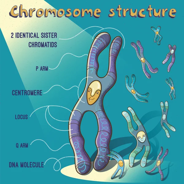 Centromere Structure