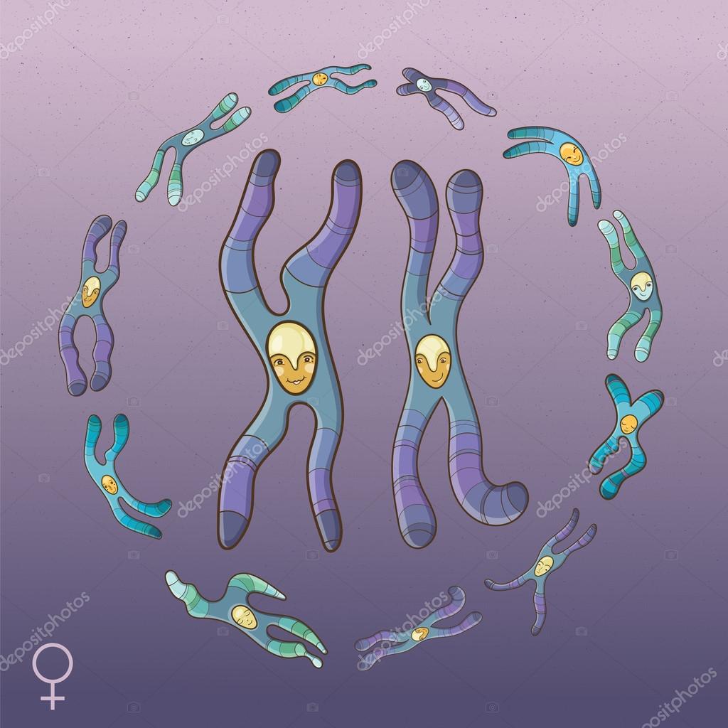 Illustration of Chromosomes - Female genotype Stock Vector Image by ... Illustration of Chromosomes - Female genotype Stock Vector Image by ...
