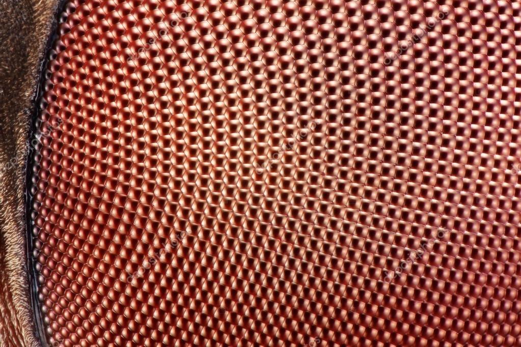 Insect Eye Texture Macro Closeup Of A Butterfly Wings Intricate