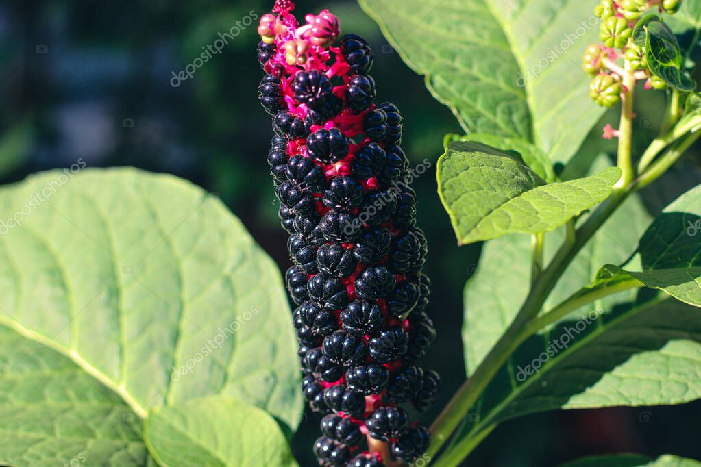 Phytolacca americana, también conocida como pokeweed americano, pokeweed, poke sallet ...