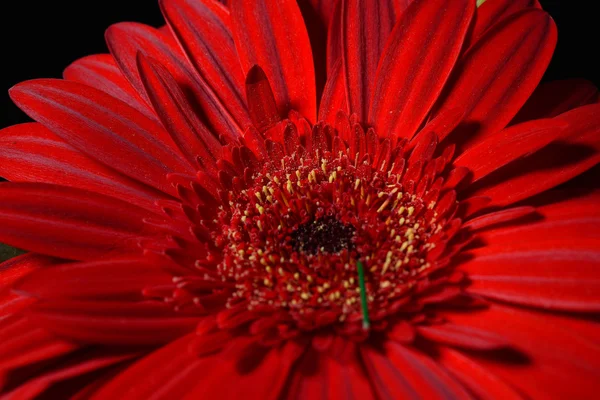 Red daisy Stock Photos, Royalty Free Red daisy Images | Depositphotos