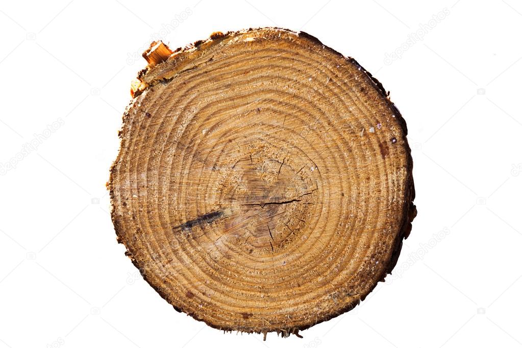 Tree rings close up isolated on white background Stock Photo by ...