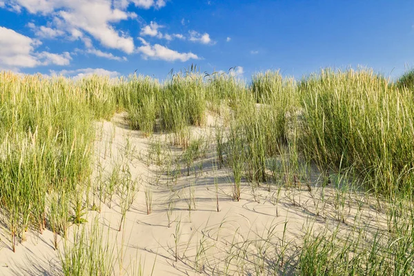 Beach grass Stock Photos, Royalty Free Beach grass Images | Depositphotos