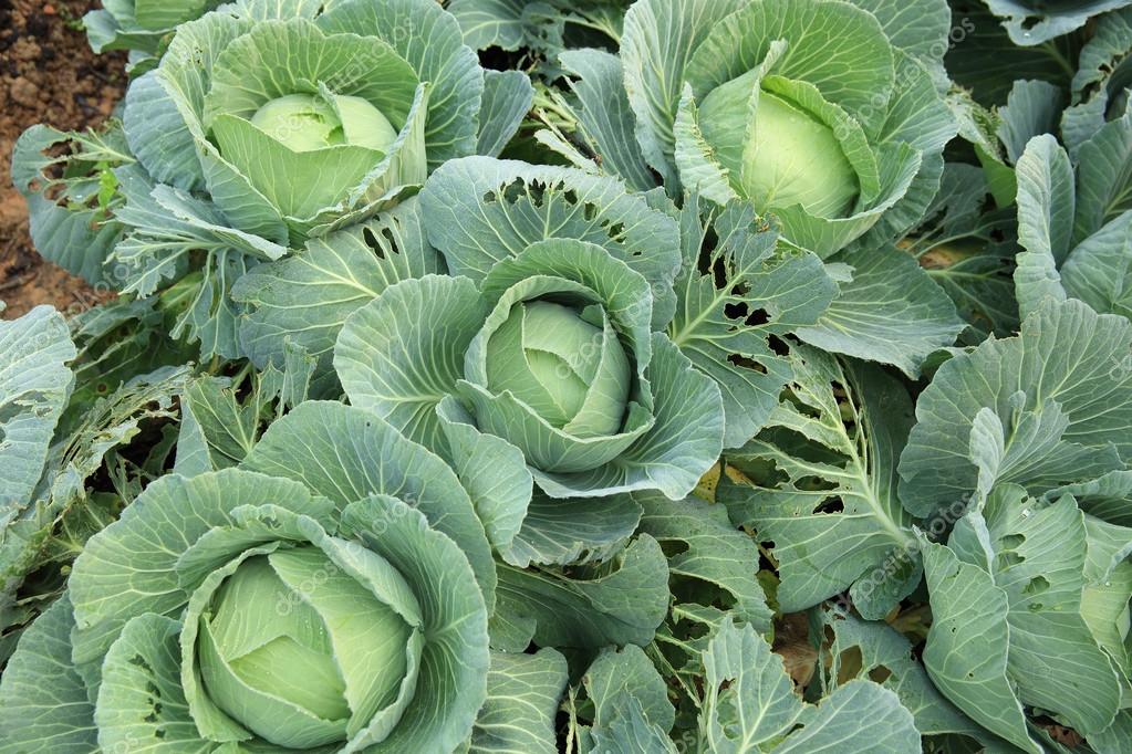 Green cabbage at vegetable garden — Stock Photo © lzf #102866524