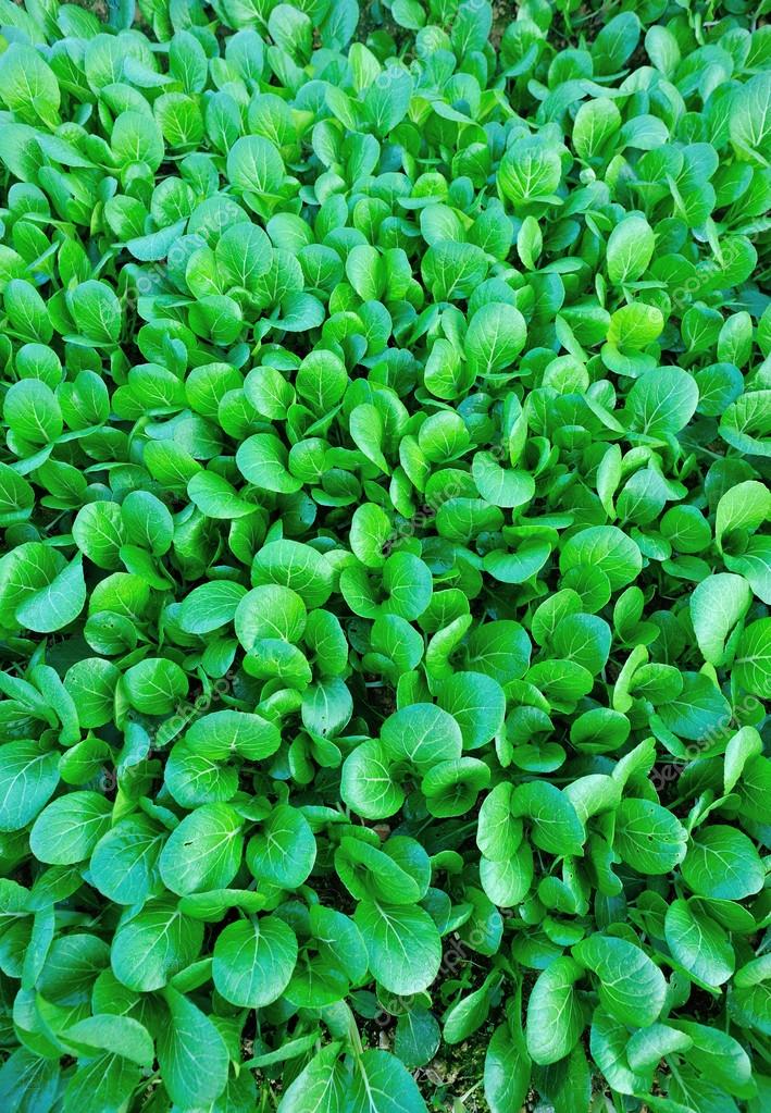 Green choy sum in garden — Stock Photo © lzf #62717475