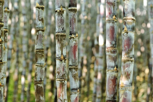 Rows of sugarcane stalks — Stock Photo © lzf #62821479