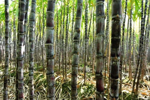 Rows of sugarcane stalks — Stock Photo © lzf #62821479