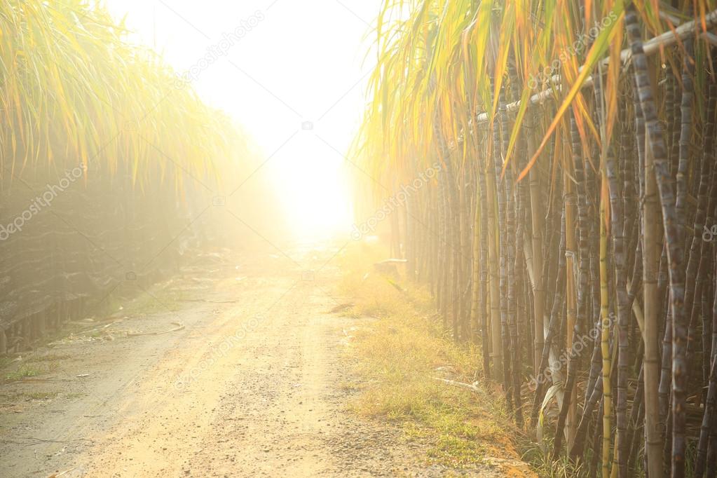 Rows of sugarcane stalks — Stock Photo © lzf #62819347