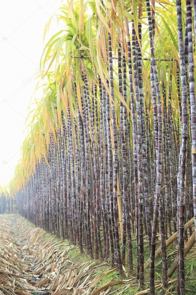 Rows of sugarcane stalks — Stock Photo © lzf #62821479