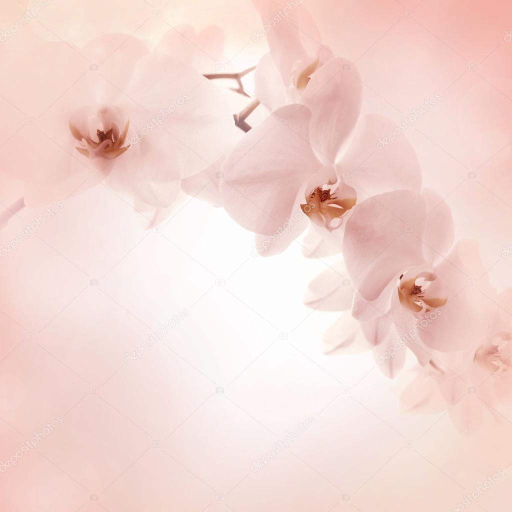 Orchids on light background Stock Photo by ©lusyaya 89413280
