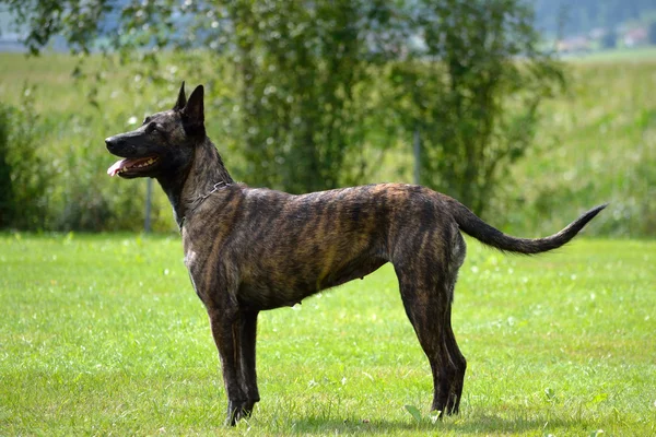 Belgian mali Stock Photos, Royalty Free Belgian mali Images | Depositphotos