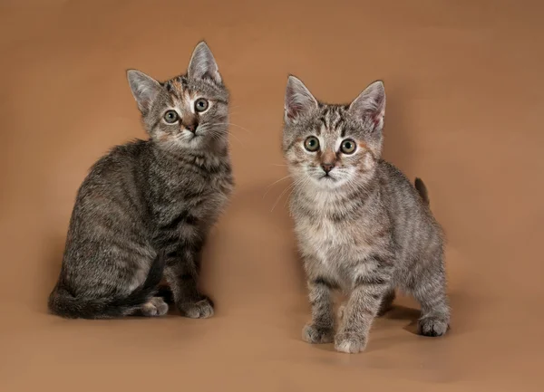 Grey Striped Abyssinian Cats