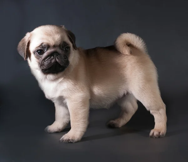 Pes plemene mops stock fotografie, royalty free Pes plemene mops ...