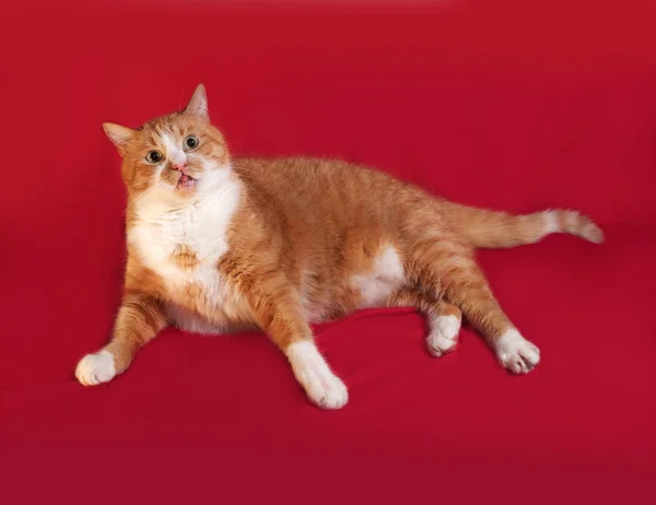 Dikke rode kat liggend op rood — Stockfoto © darzyhanna #69853385