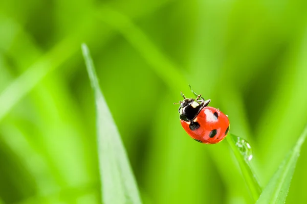 Ladybug — Stock Photo © haveseen #3418481