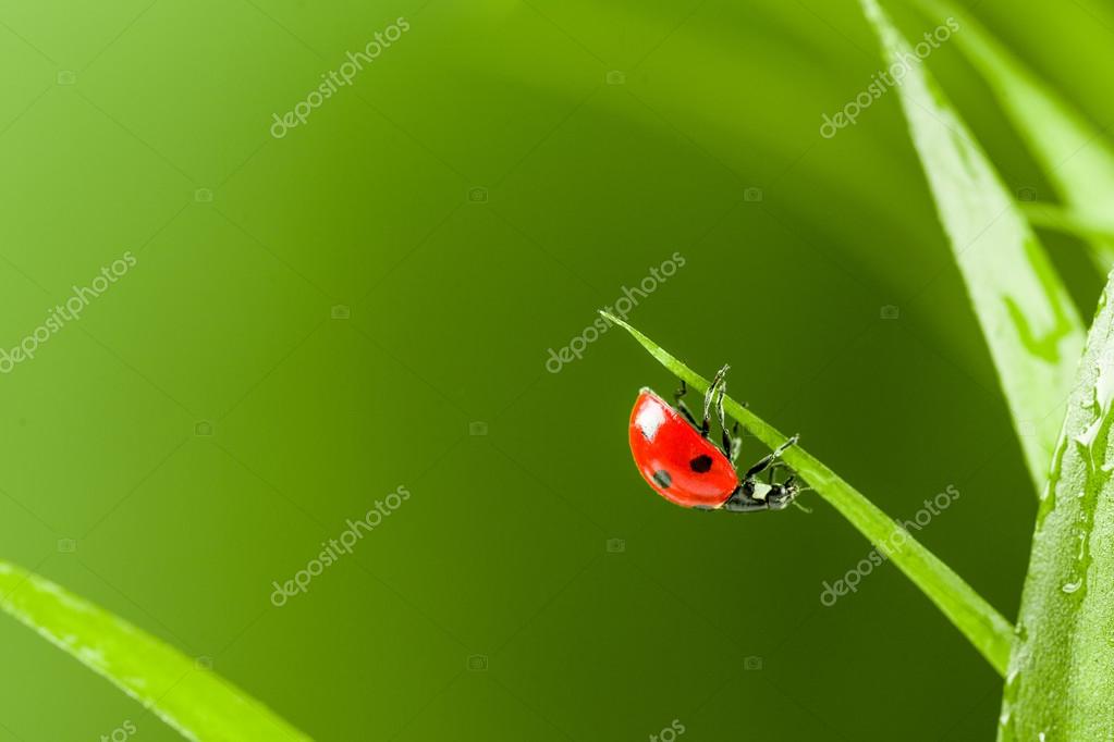 Ladybug running along on blade of green grass Stock Photo by ...
