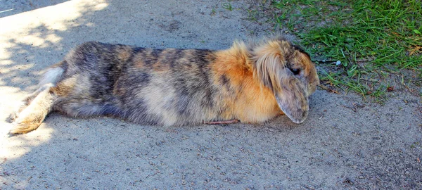 Squashed bun Stock Photos, Royalty Free Squashed bun Images | Depositphotos