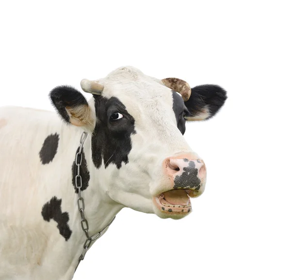 Cows Stock Photo by ©etiamos 12885303