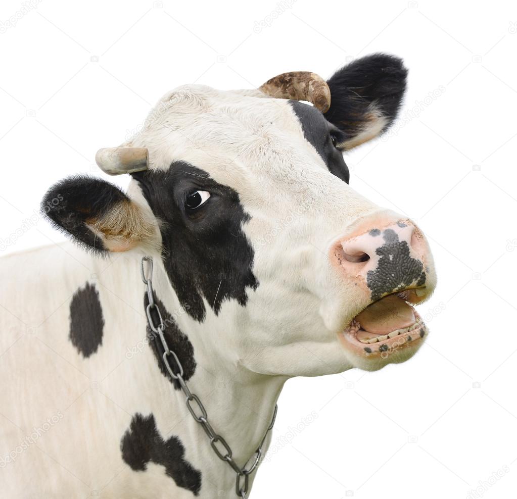 Funny cute talking cow isolated on white — Stock Photo © esvetleishaya ...