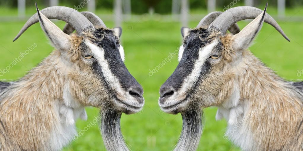 Immagini Divertenti Di Capre Foto Di Due Capre Bianche In Una Stalla,