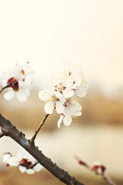 Apricot tree flowers - Stock Image - Everypixel