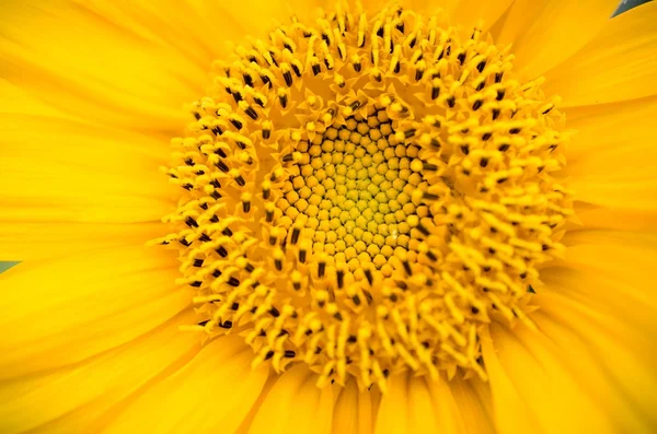 Sunbeam flower Stock Photos, Royalty Free Sunbeam flower Images ...