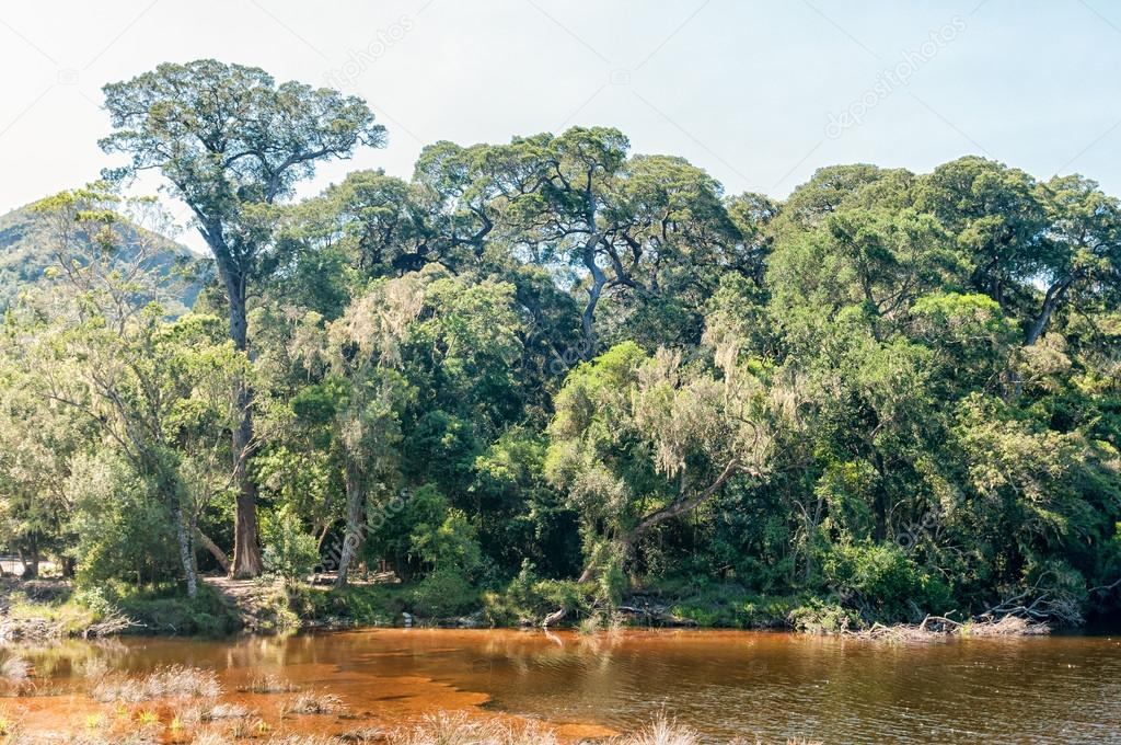 Groot River and large yellowwood trees — Stock Photo © dpreezg #108136528