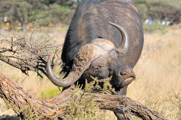 Large branching horns Stock Photos, Royalty Free Large branching horns ...