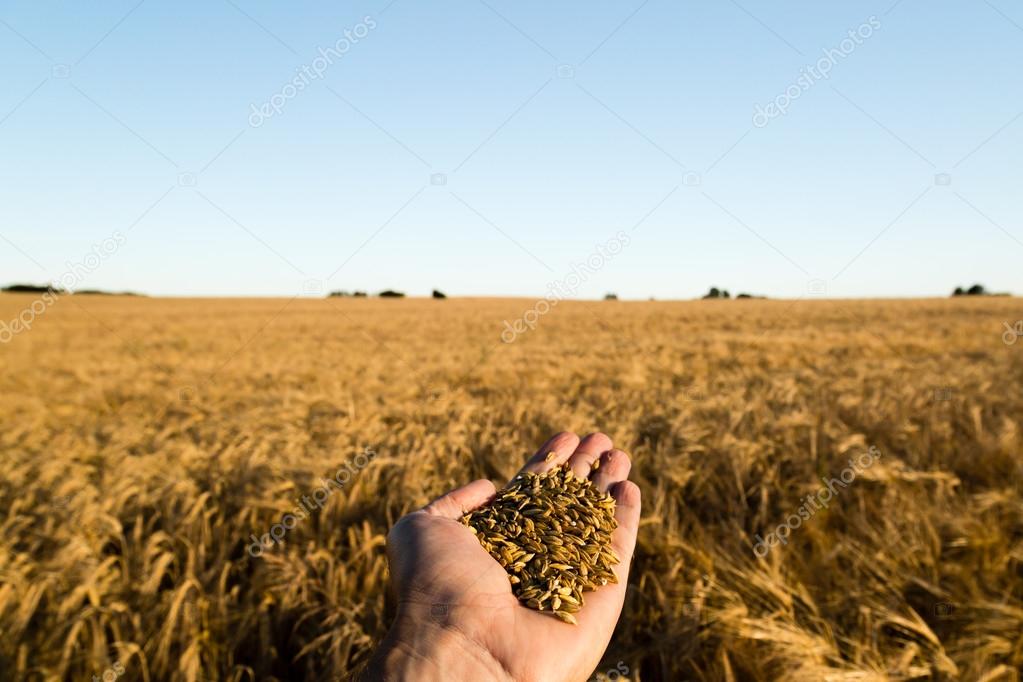 Cosecha de granos 2024