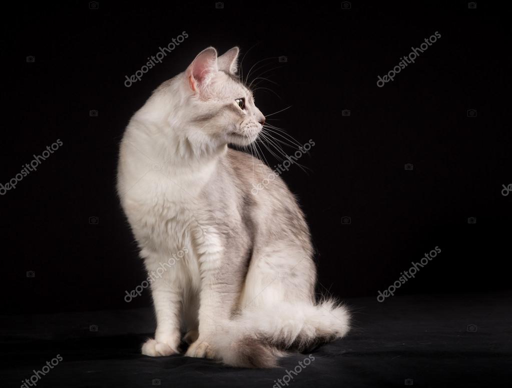 White Somali Cat
