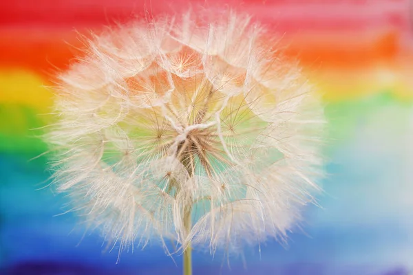 Dandelion on rainbow background Stock Photos, Royalty Free Dandelion on ...