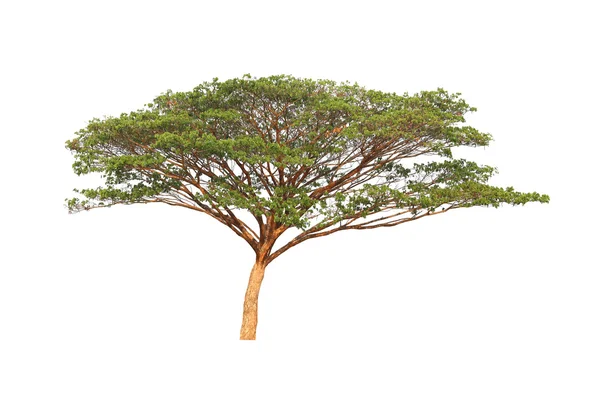 Arbre tropical images libres de droit, photos de Arbre tropical ...