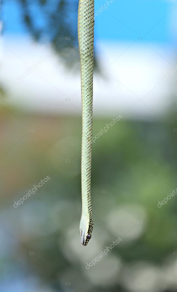Head of Oriental whip snake hanging from tree. — Stock Photo ...