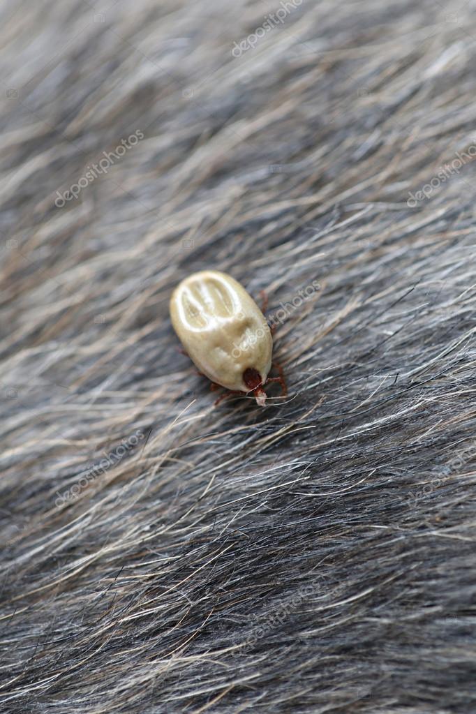 Big Ticks on a dog. — Stock Photo © meepoohyaphoto #117737510