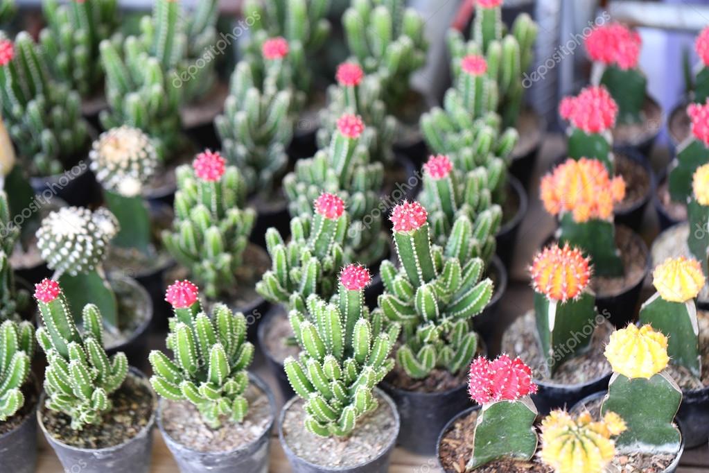 Baby Cactus Plants