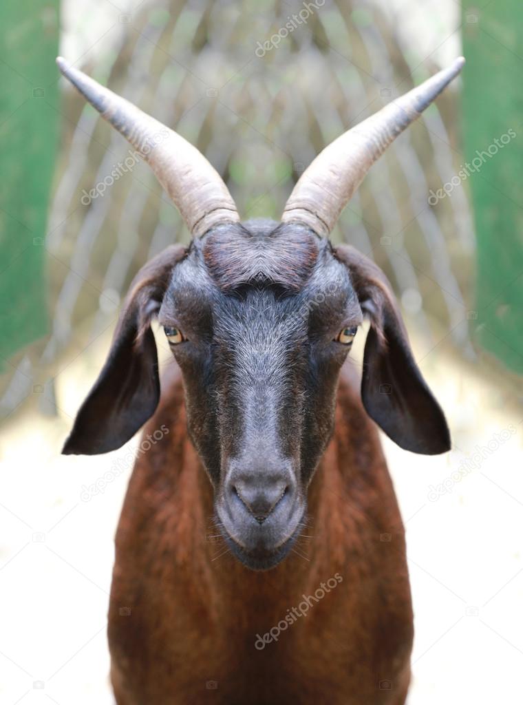Goat Face