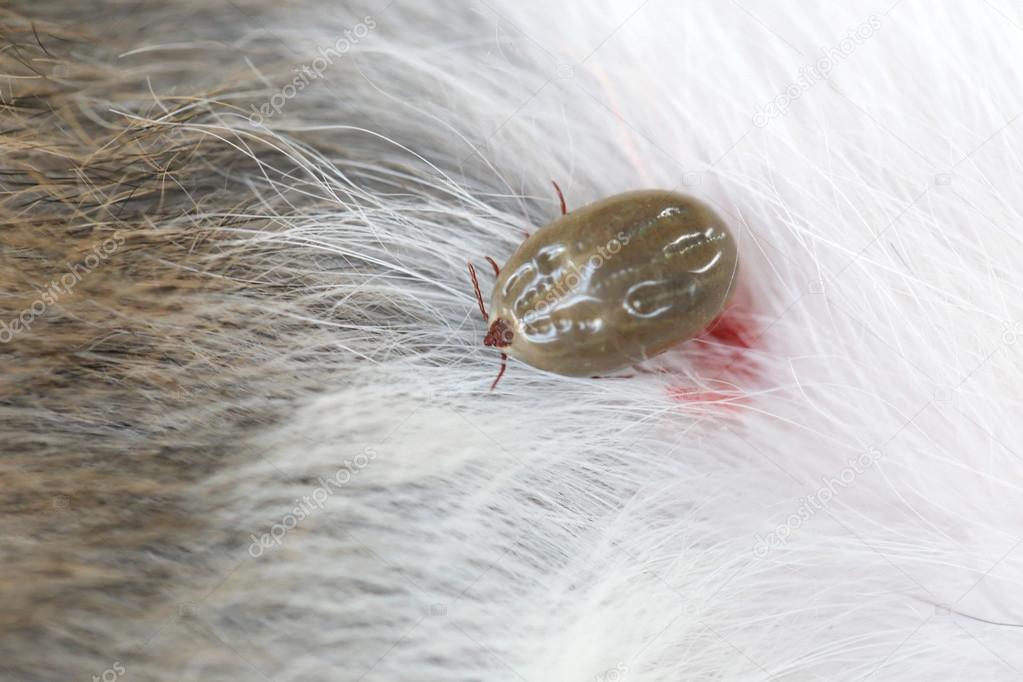 Big Tick on a dog in clearing. — Stock Photo © meepoohyaphoto #86653030
